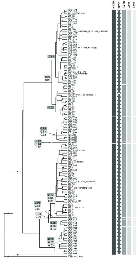 Species Delimitation Results Visualized As Bars On An Ultrametric Download Scientific Diagram