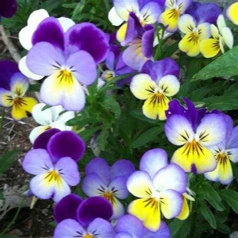 Johnny Jump Ups Johnny Jump Up Flowers Johnny Jump Up Beautiful Flowers