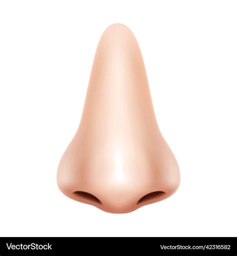 Human Nose Front View Realistic Background Vector Image
