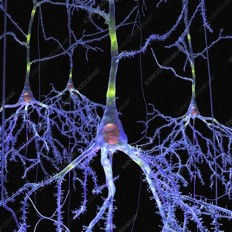 Pyramidal Neurons Cortex