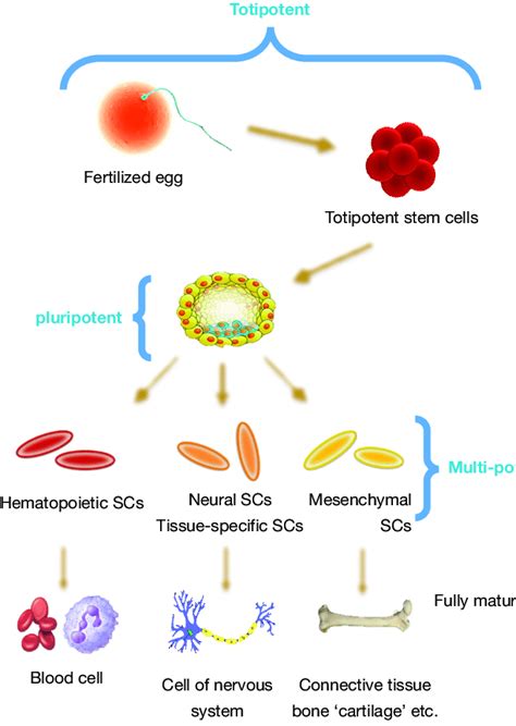 Embryonic Stem Cells Diagram