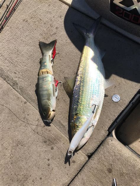 Matching The Hatch Is Hard When The Hatch Is This Big R Bassfishing