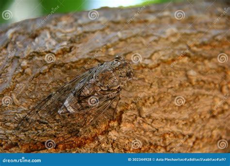 Cricket On Tree Stock Image 24777859
