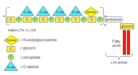 The General Chemical Structure Of Lipoteichoic Acid Lta Download