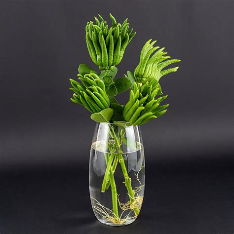 Jinhua Bergamot Bergamot Fresh Citron Ornamental Scent Flower Arrangement