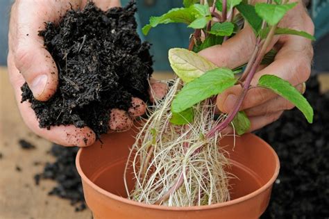 Taking Mint Cuttings Bbc Gardeners World Magazine