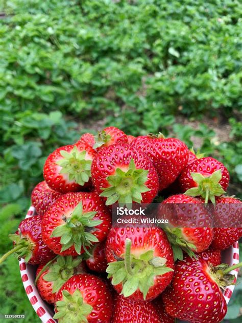 우리 나라 정원에서 나온 유기농 신선하고 육즙이 많은 빨간 딸기 그릇 가득 찬에 대한 스톡 사진 및 기타 이미지 가득 찬 건강한 식생활 경작지 Istock