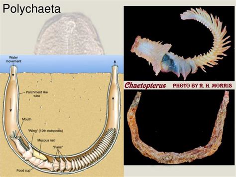 Ppt Phylum Annelida Powerpoint Presentation Free Download Id 258520