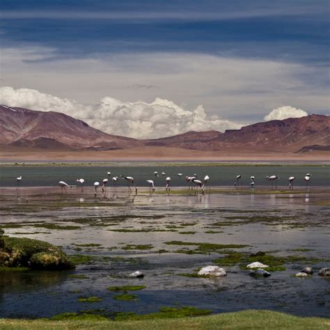 Reserva Nacional Los Flamencos Reserva Nacional En Antofagasta Chile