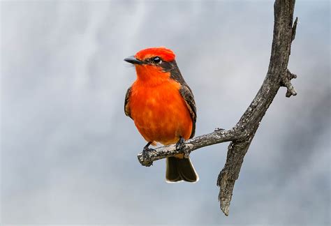 Vermilion Flycatcher Shutterbug