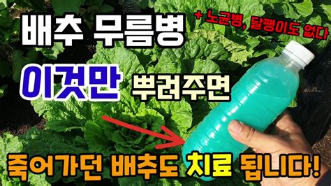 배추무름병 이것만 뿌려주면 죽어가던 배추도 치료됩니다 노균병달팽이도 없어요 배추병해충방제 Youtube