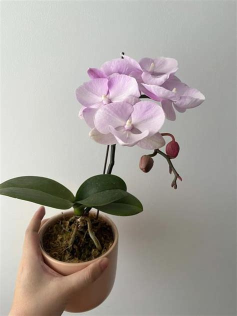 蝴蝶兰品种及其种植方法和病虫害防治 发财农业网