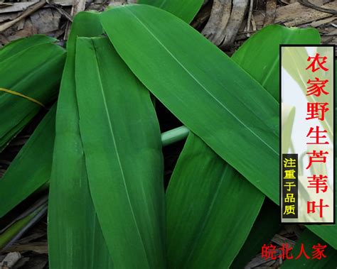 大芦苇叶 叶片 粽子 第14页 大山谷图库