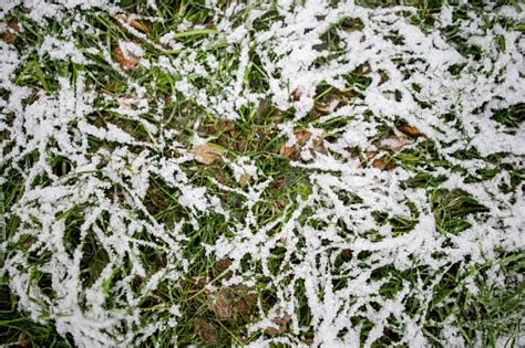 눈은 녹색 잔디를 덮었다 눈 아래 녹색 잔디 하얀 눈과 녹색 잔디 배경 눈으로 뒤덮인 초원의 잔디 0명에 대한 스톡 사진 및 기타 이미지 Istock
