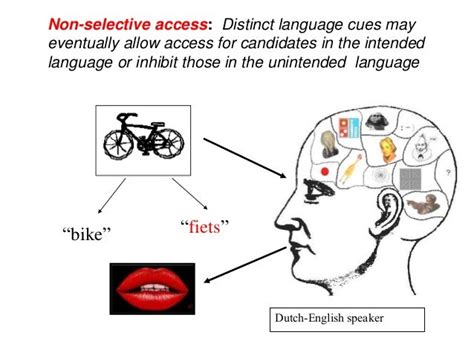 A Cognitive View Of The Bilingual Lexicon