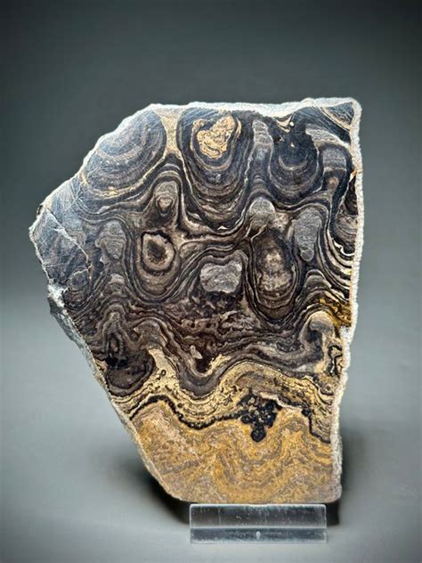Oldest Fossil On Earth Dated ~11 Billion Years Old Very Large Fossil Plate Matrix