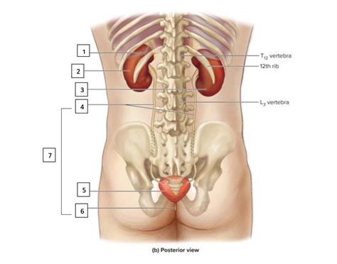 Label Urinary System 2 Quiz