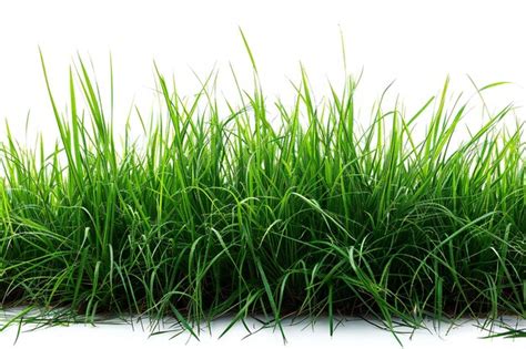 Page 29 Standing Grass Images Free Download On Freepik