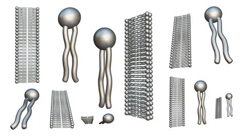 Phospholipid Structure 3d Model