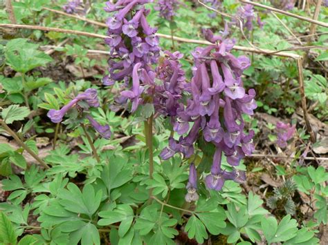 Хохлатка плотная (74 фото) - фото - картинки и рисунки: скачать бесплатно