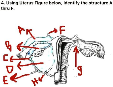 solved using the uterus figure below identify the structures a f