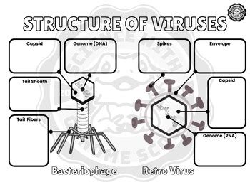Structure Of Viruses By Genome Scoop TPT