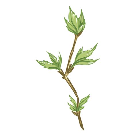 Stem And Leaves Illustration Detailed Png And Svg Design For T Shirts