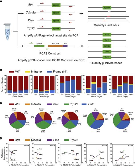 Combining The Rcastv A Retrovirus And Crisprcas9 Gene Editing Systems