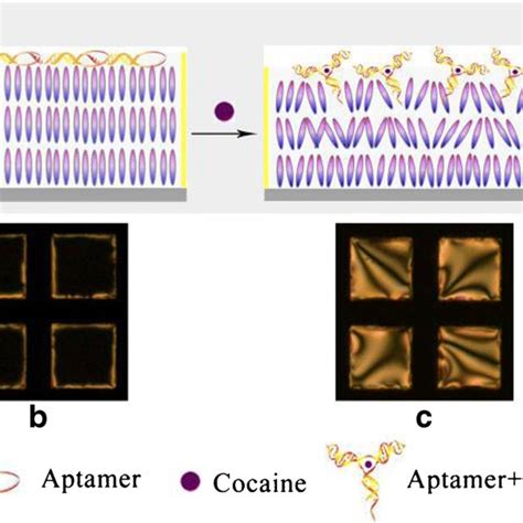 The Schematic Diagram Of The Aptamer Based Lc Biosensor After The
