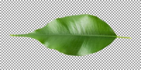 투명 배경에 고립 된 녹색 오렌지 잎 프리미엄 Psd 파일
