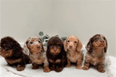 Home Raised Miniature Dachshunds Puppies
