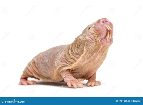 The Naked Mole Rat Also Known As The Sand Pup Royalty Free Stock Image