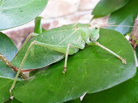 Katydidgrasshopperleaf Grasshopperinsectgreen Free Image From
