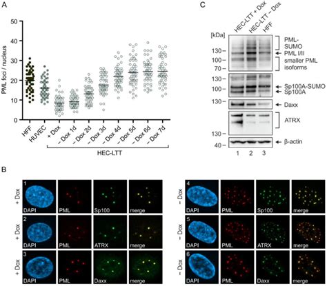 Characterization Of Pml Nbs In Hec Ltt A Mean Number Of Pml Nbs In