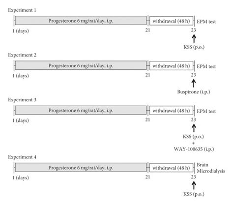 Experimental Timeline For Progesterone Withdrawal Drug Treatments And