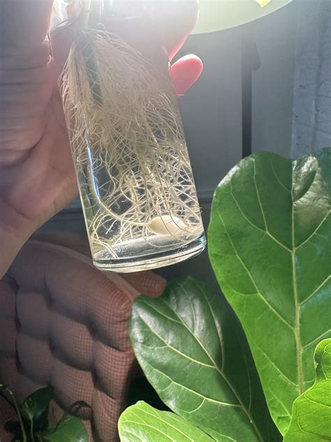 Propogation R Houseplants