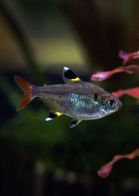 Pristella Tetra