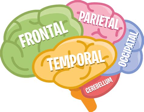 과학 벽 스티커 뇌 해부학