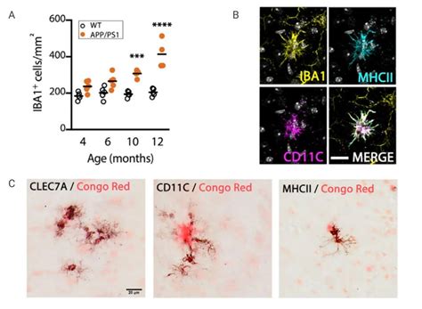 小胶质细胞仅仅是神经系统内的“配角”？ Medchemexpress 脉脉