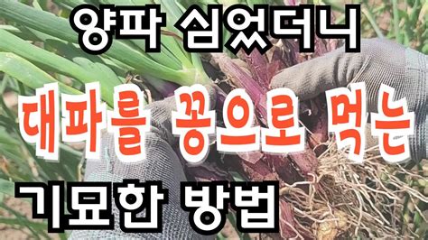 양파심어 대파로 먹는 방법 양대파재배 싹난양파 심어서 대파로 수확 Youtube