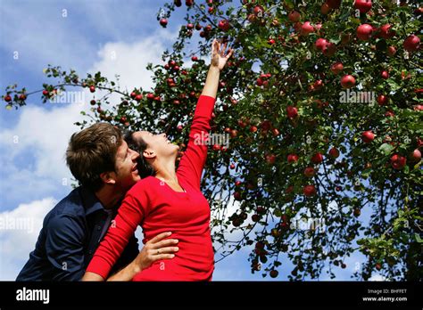 Couple Under An Apple Tree Woman Reaching For An Apple Styria Austria Stock Photo Alamy