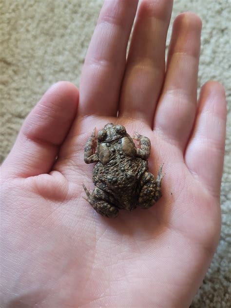 Tiny Toad D R Toads