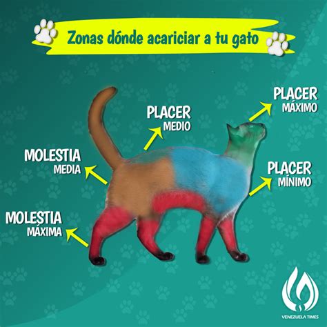 Una Guía Para Acariciar A Tu Gato Zonas De Hacer No Hacer Y Acariciar