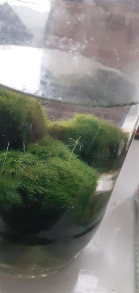 Hi Guys New To Marimo And Was Just Wondering If You Knew What Is