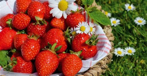 Migel Aumenta Del 15 La Produzione Di Frutta Trasformata Tra Turismo E Gelateria Artigianale