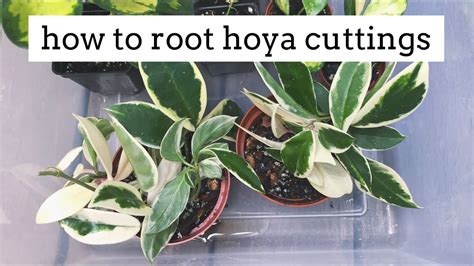 Rope Hoya Propagation At Fawn Adams Blog