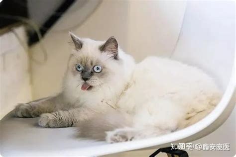 猫咪夏天也会中暑教你炎炎夏日养猫的正确避暑降温方式 知乎