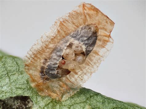 セモンジンガサハムシの 卵寄生蜂 タマゴコバチ科 Trichogramma sp 長坂蛾庭