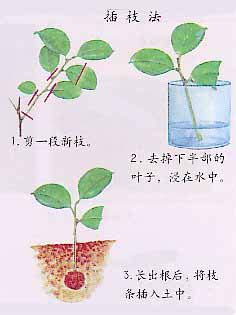 扦插繁殖 搜狗百科
