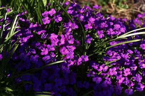 Цветы Поле Природа Бесплатное фото на Pixabay